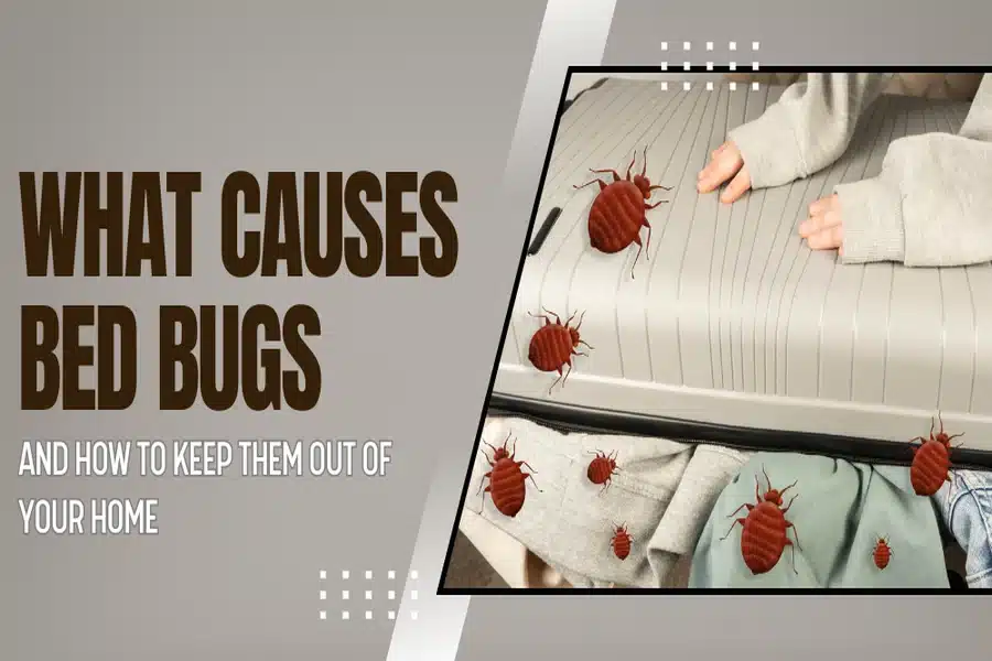 What Causes Bed Bugs and How to Keep Them Out of Your Home